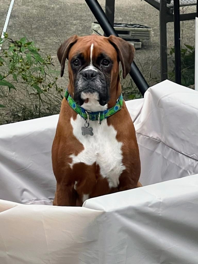 Adopt A Boxer
