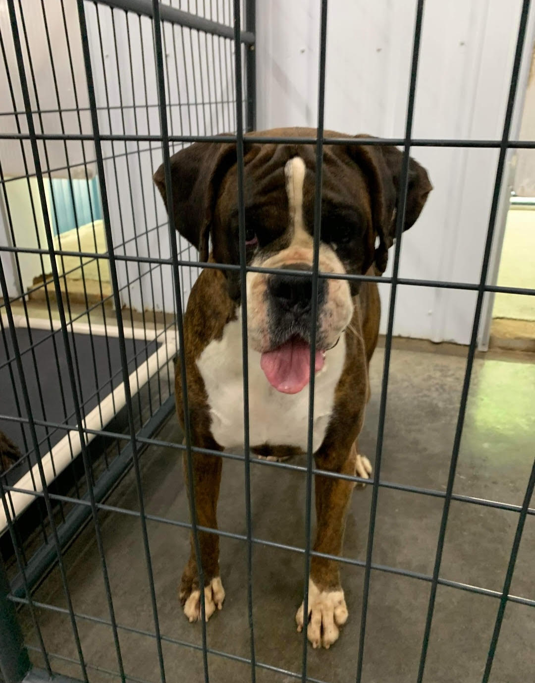 Adopt A Boxer