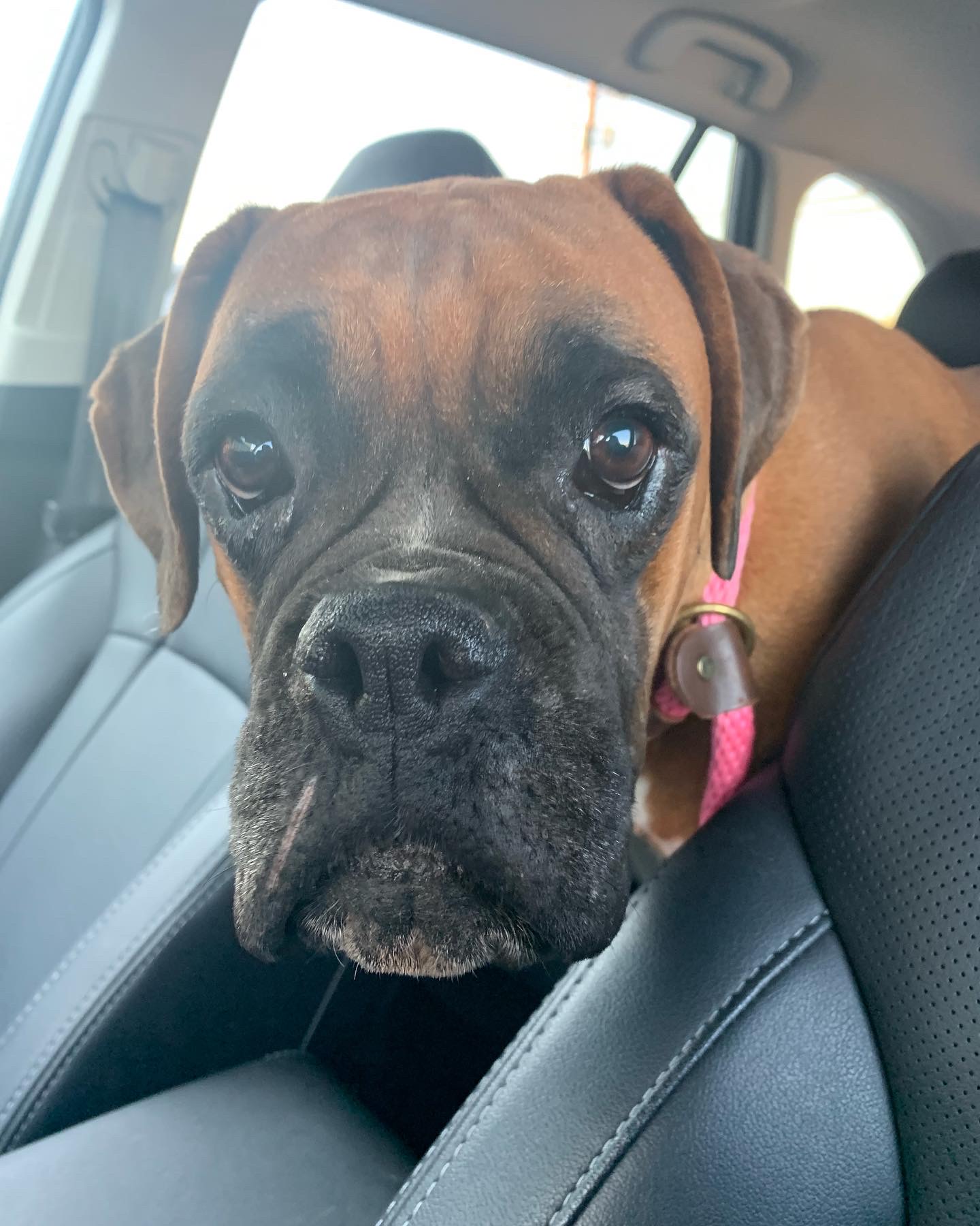 Adopt A Boxer