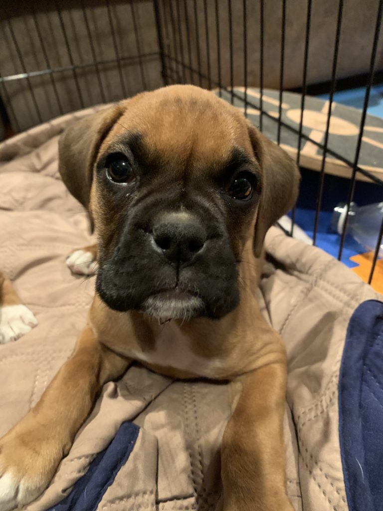 Adopt A Boxer