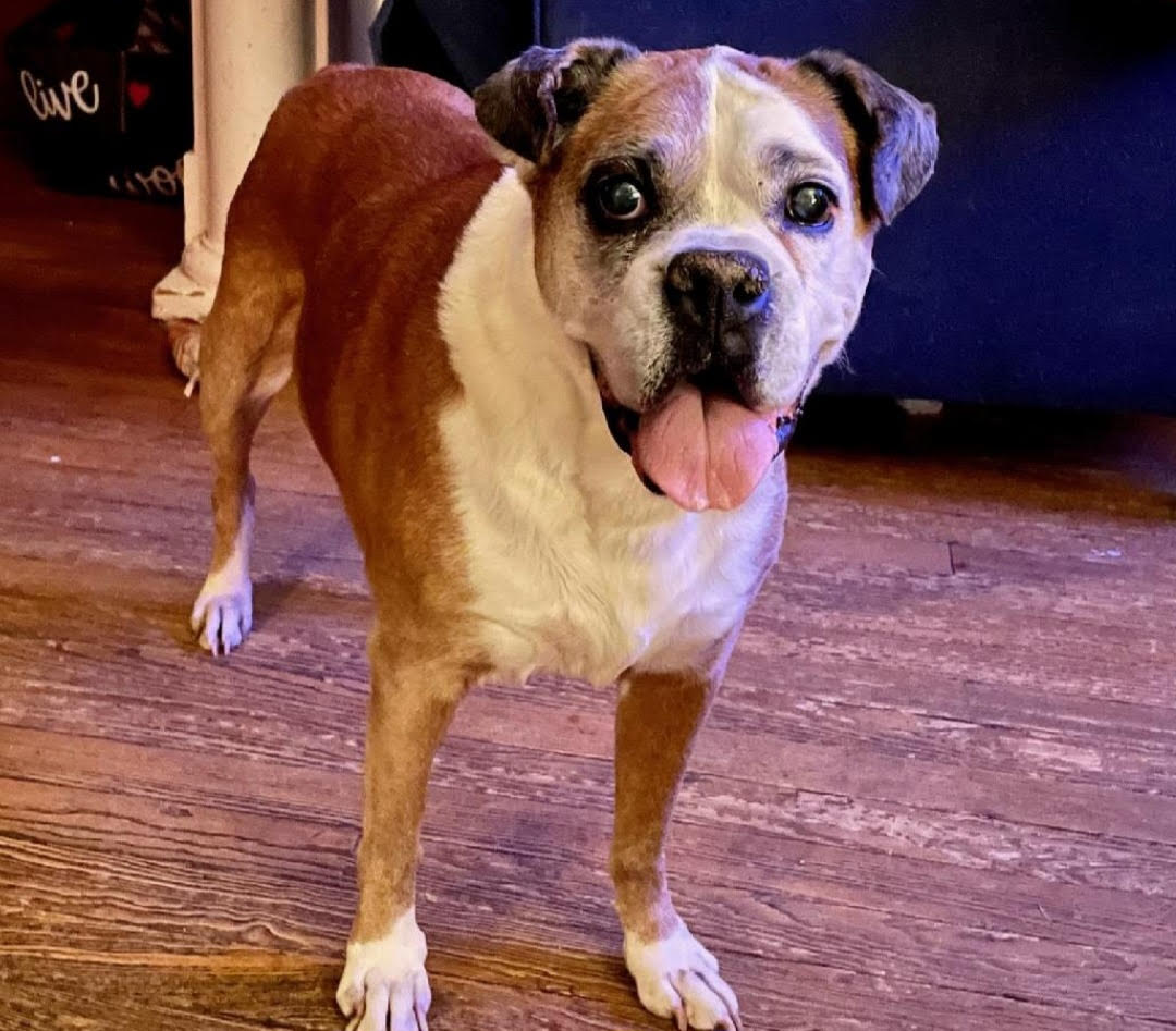 Adopt A Boxer