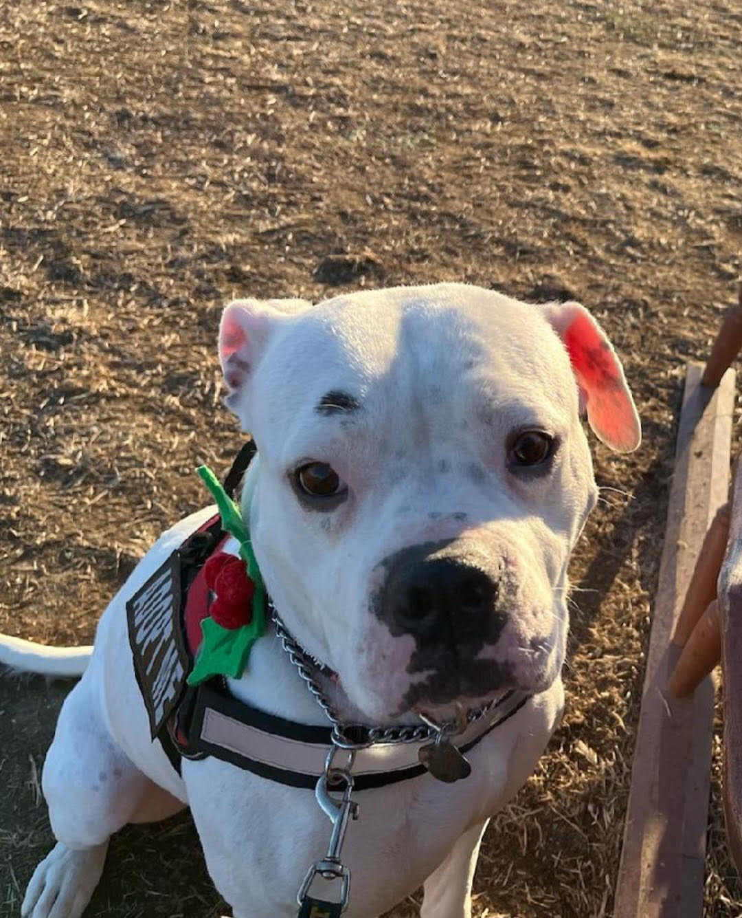 Adopt A Boxer
