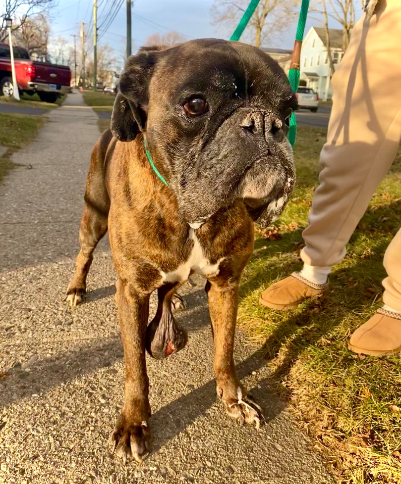 Adopt A Boxer