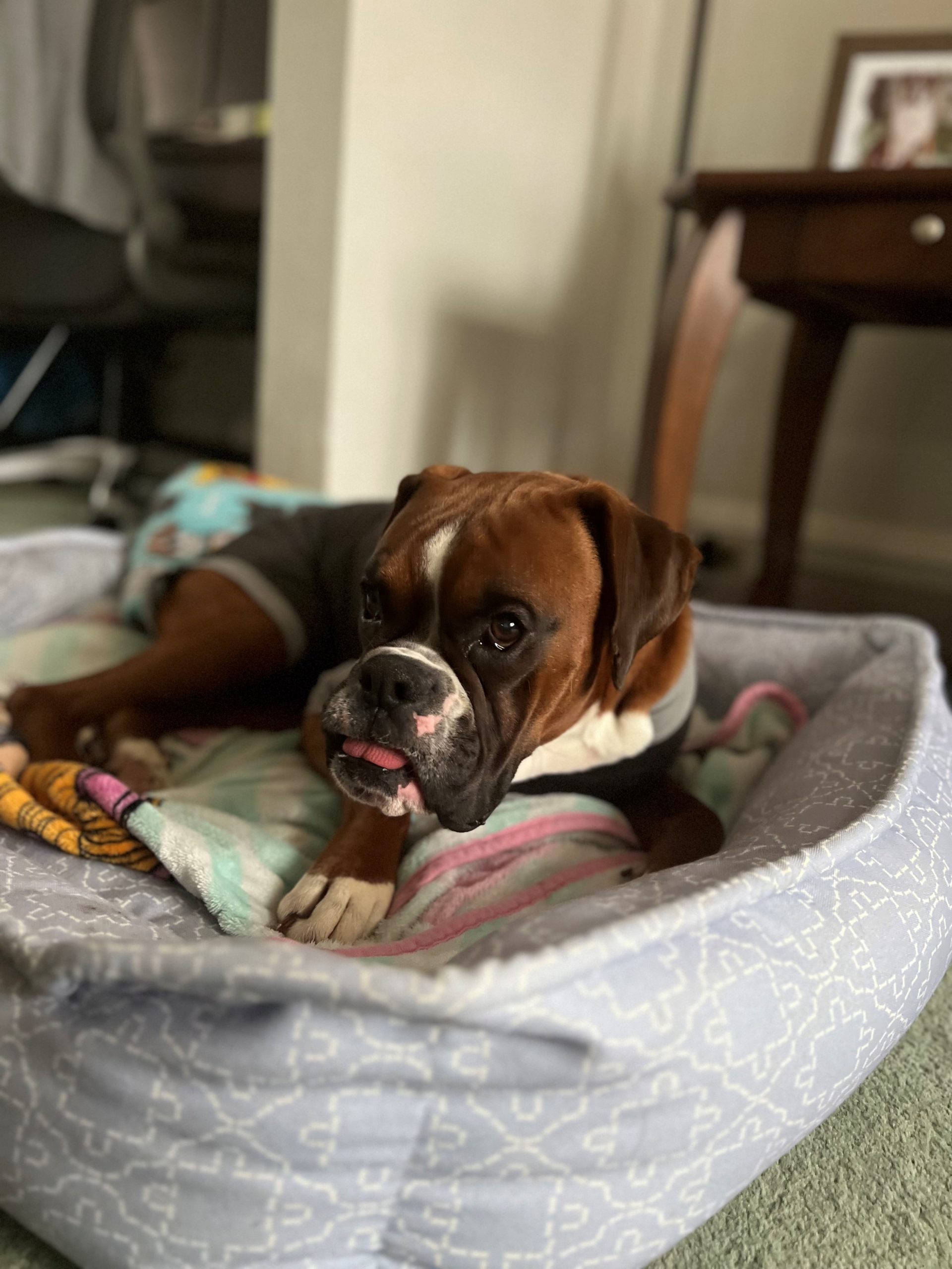 Adopt A Boxer