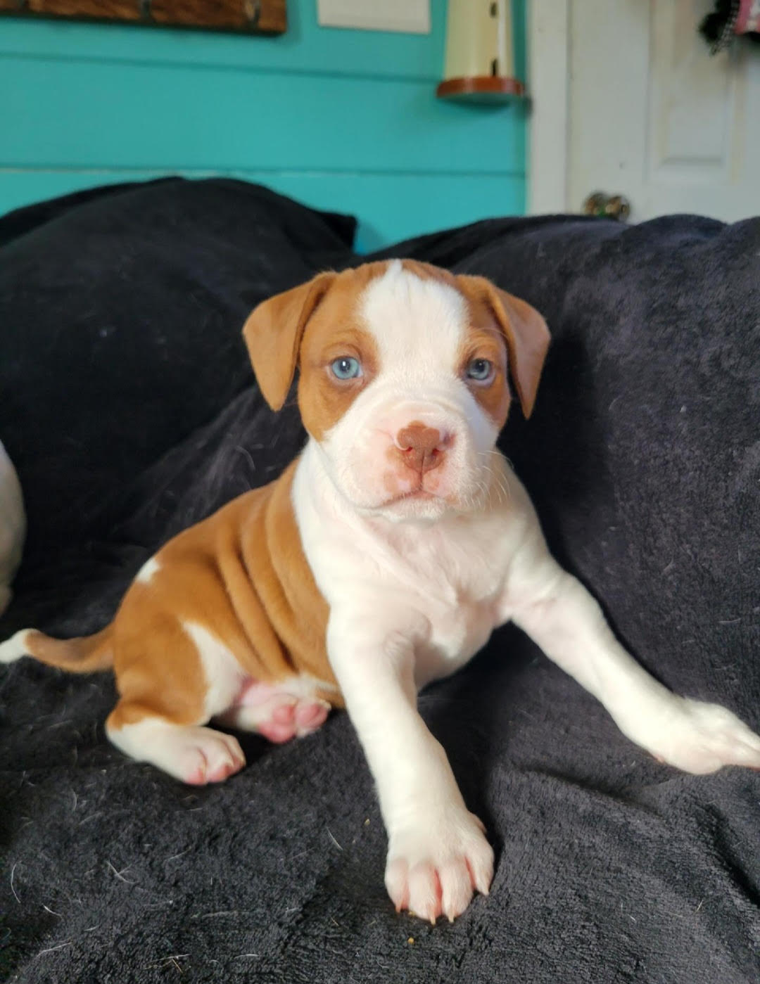 Adopt A Boxer