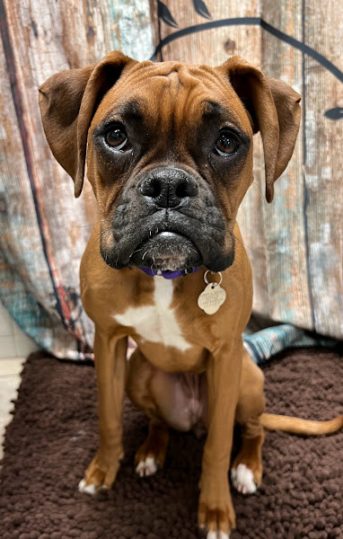 Adopt A Boxer