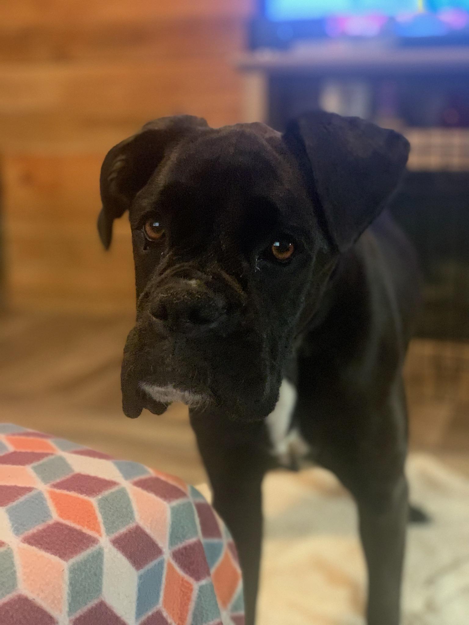 Adopt A Boxer