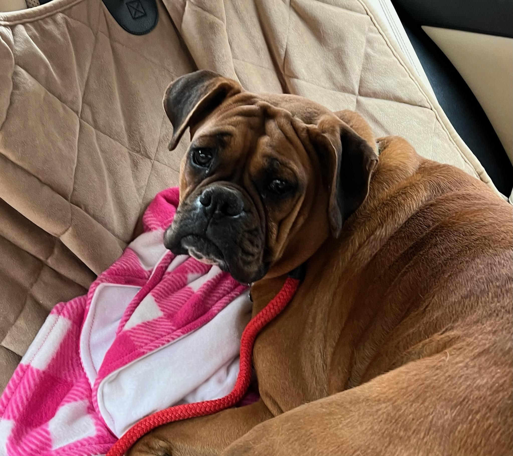 Adopt A Boxer