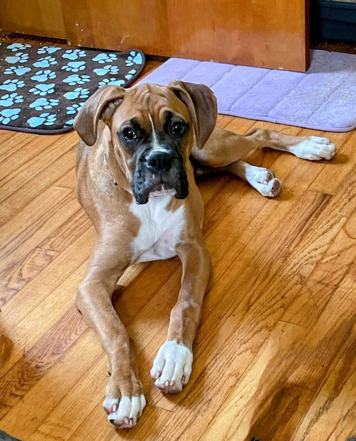 Adopt A Boxer