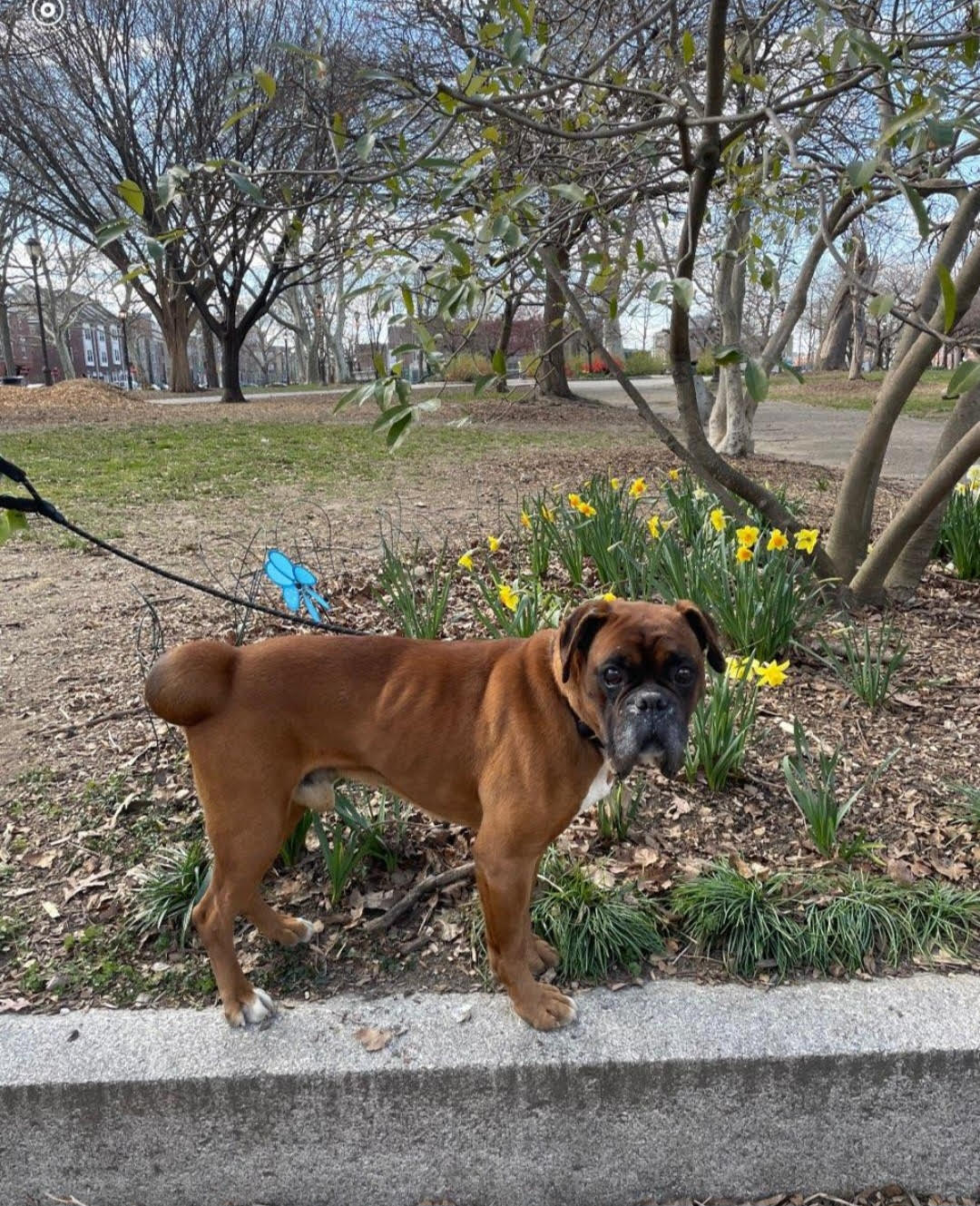 Adopt A Boxer