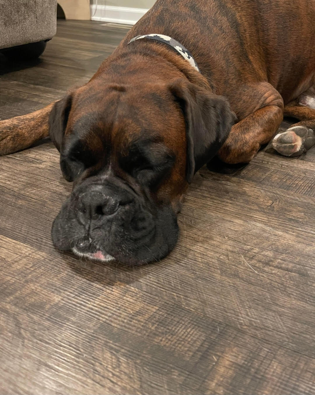 Adopt A Boxer