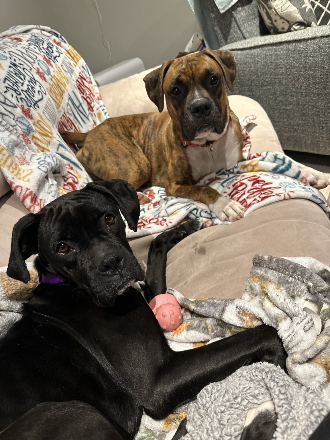 Adopt A Boxer