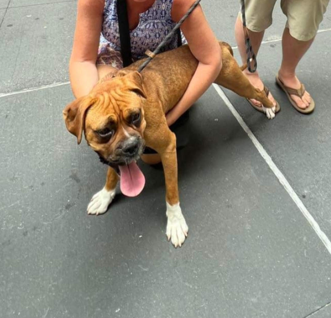 Adopt A Boxer