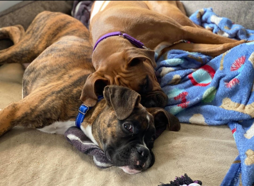 Adopt A Boxer