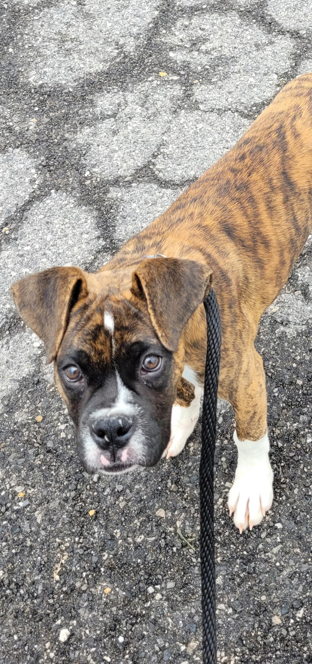 Adopt A Boxer