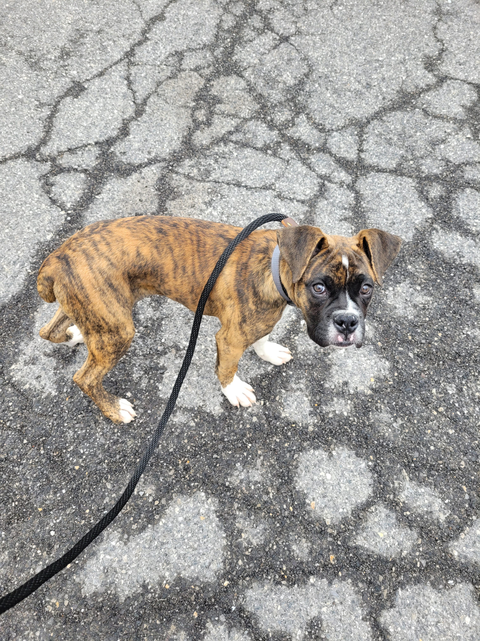 Adopt A Boxer