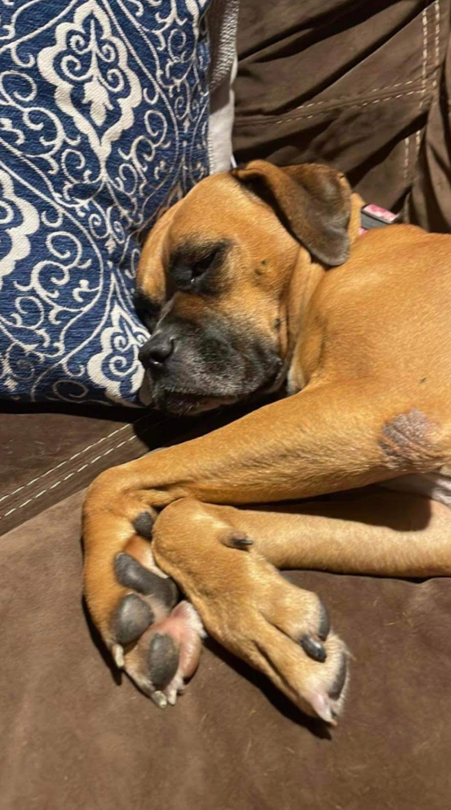 Adopt A Boxer