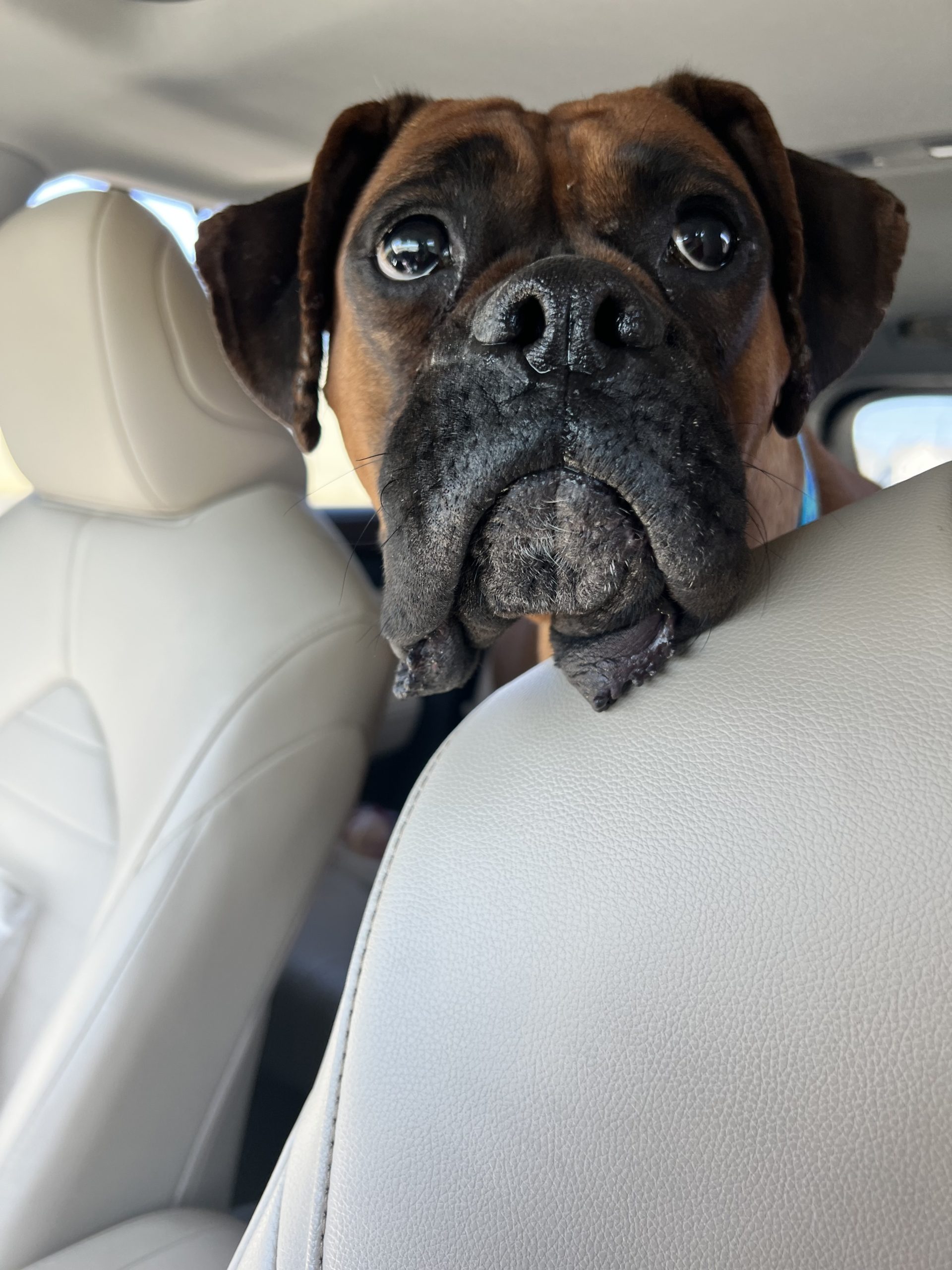 Adopt A Boxer