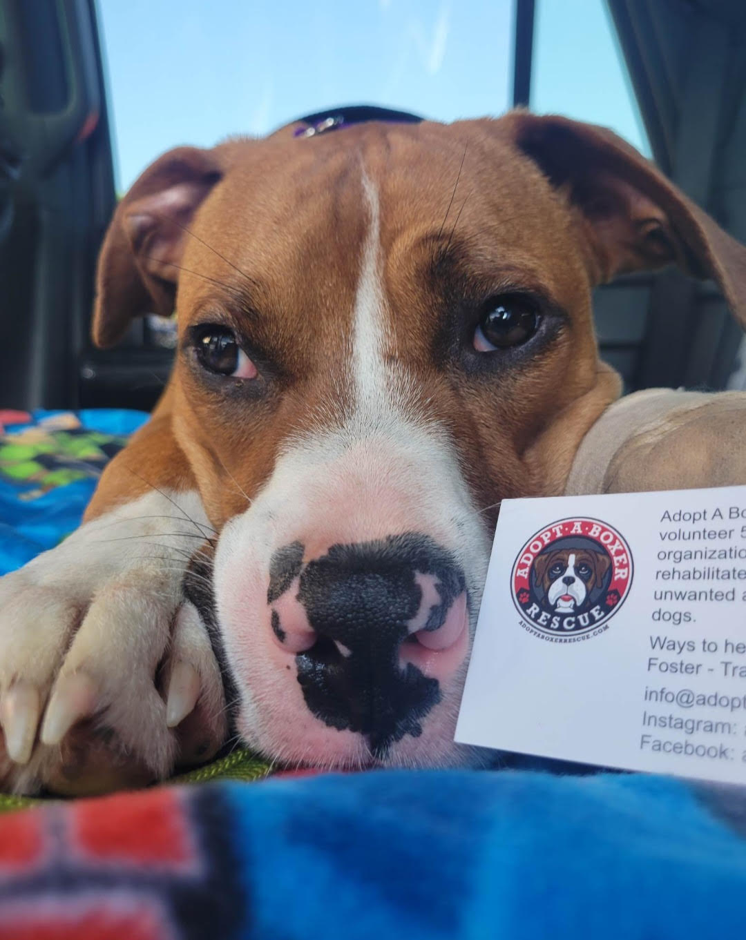 Adopt A Boxer