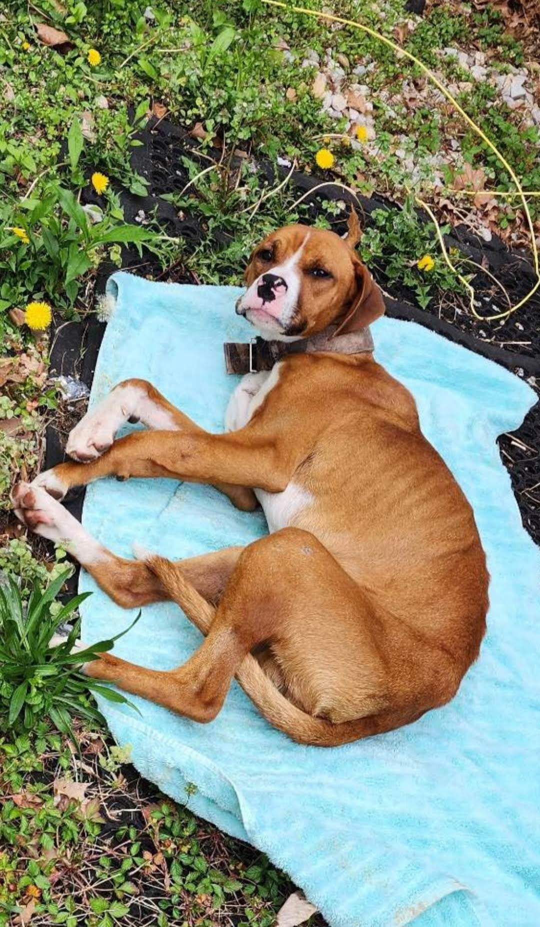 Adopt A Boxer