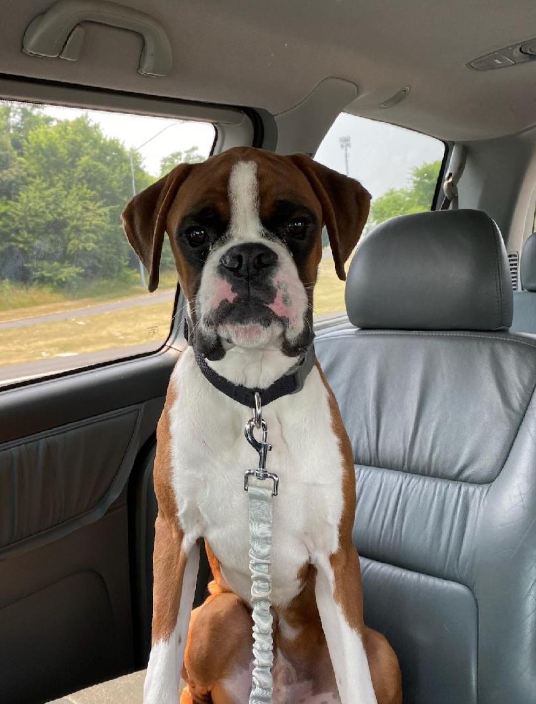 Adopt A Boxer