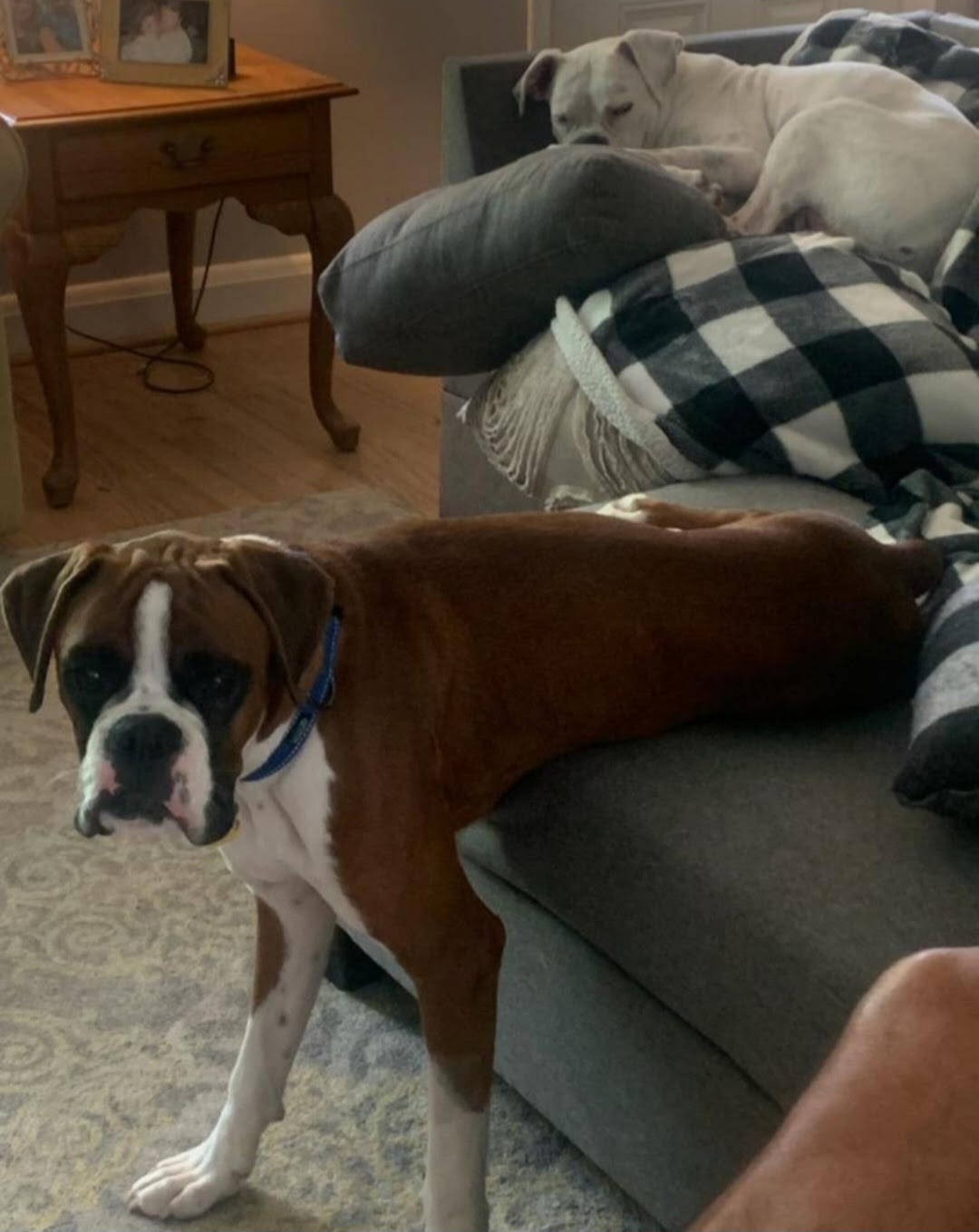 Adopt A Boxer