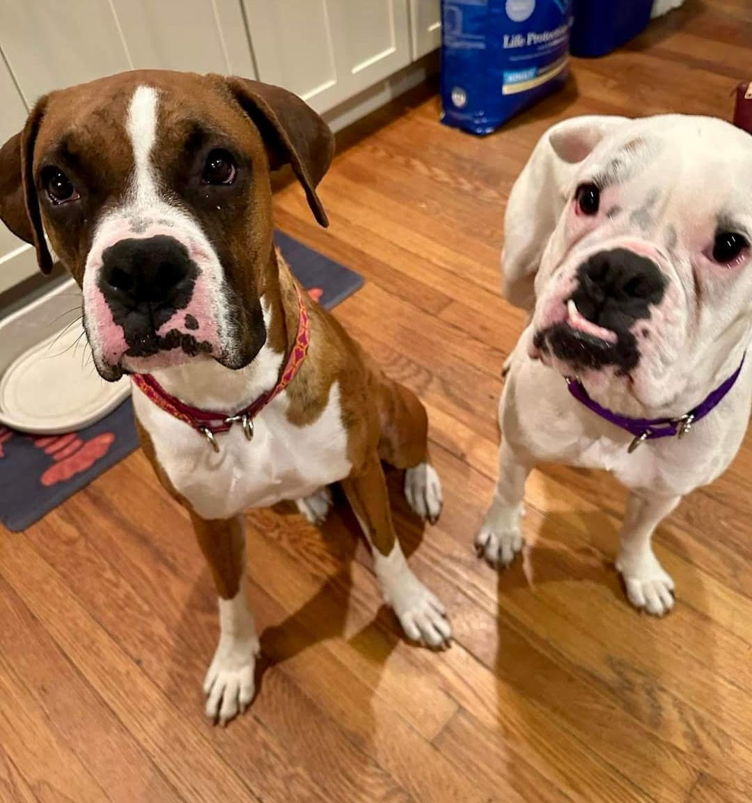 Adopt A Boxer