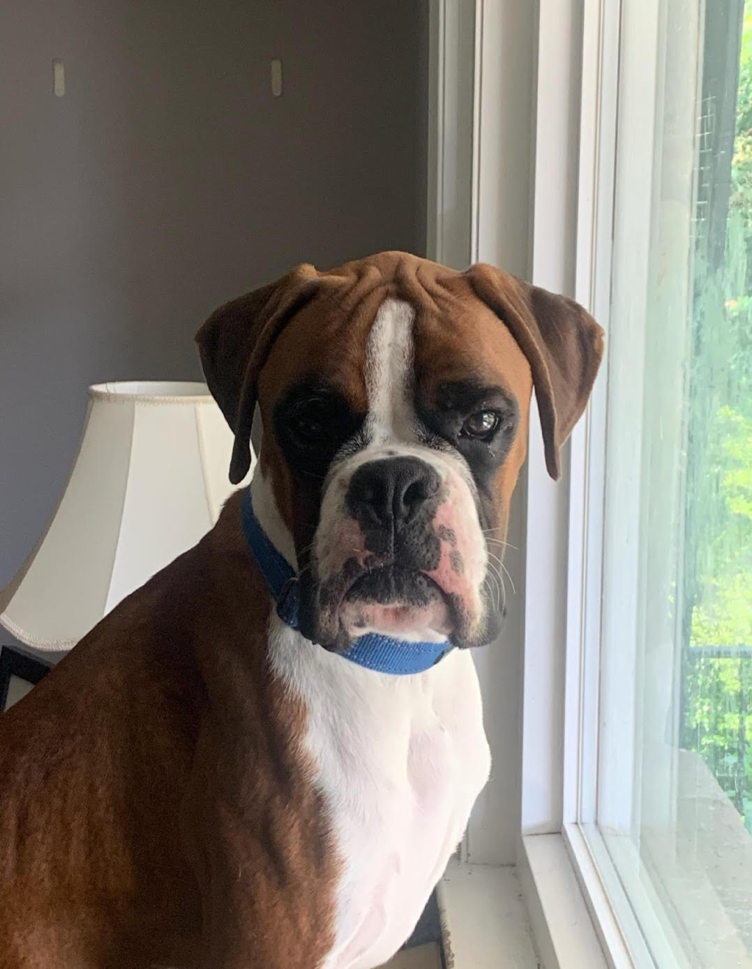 Adopt A Boxer