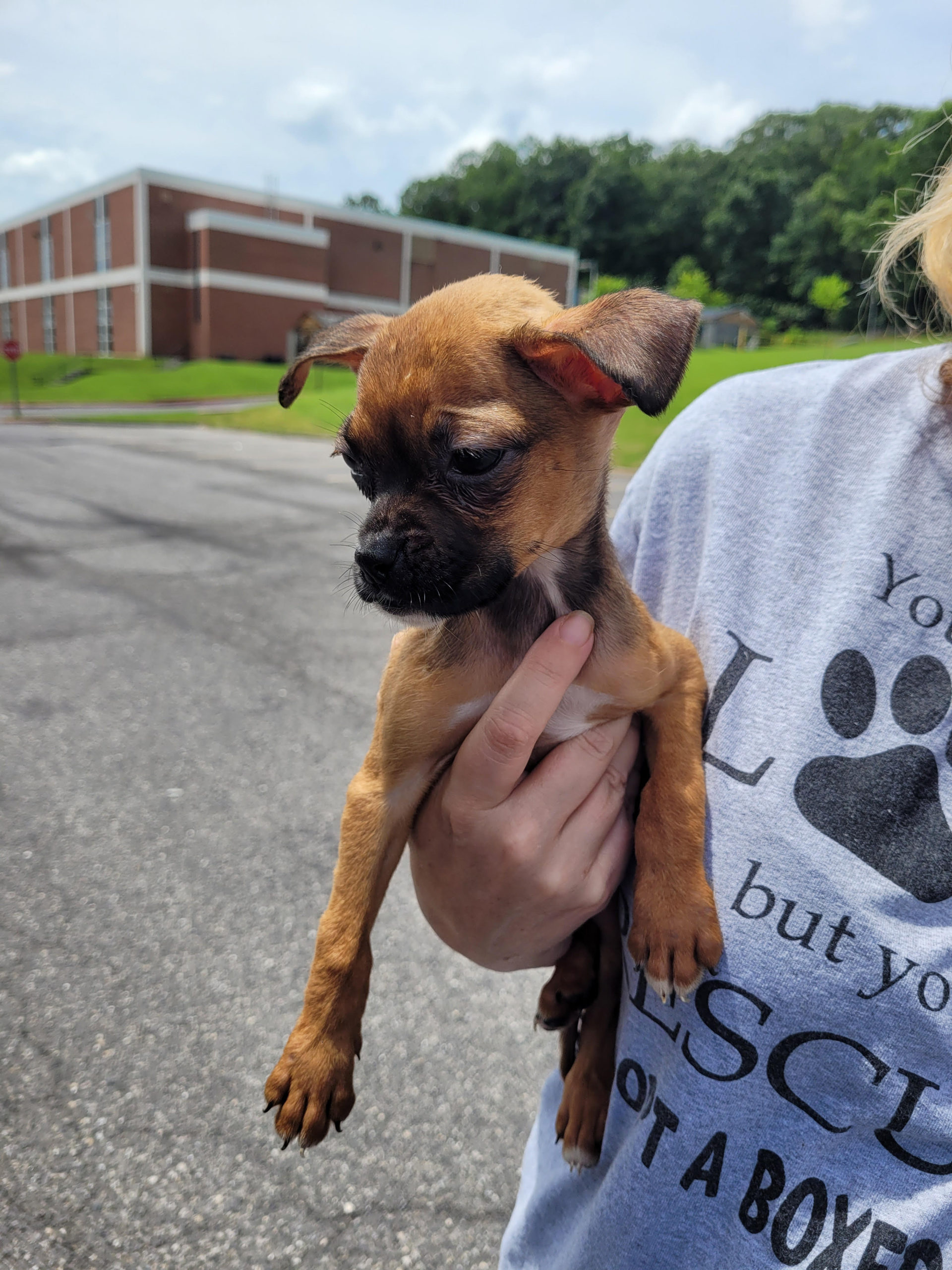 Adopt A Boxer