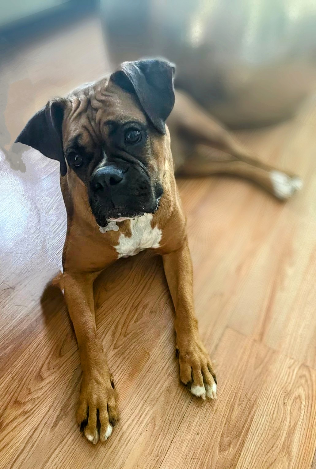 Adopt A Boxer