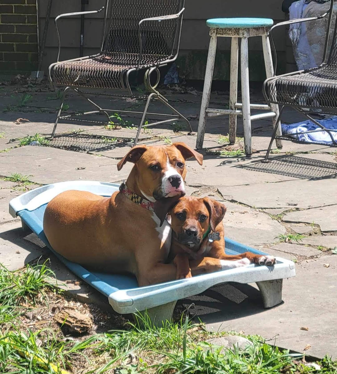 Adopt A Boxer