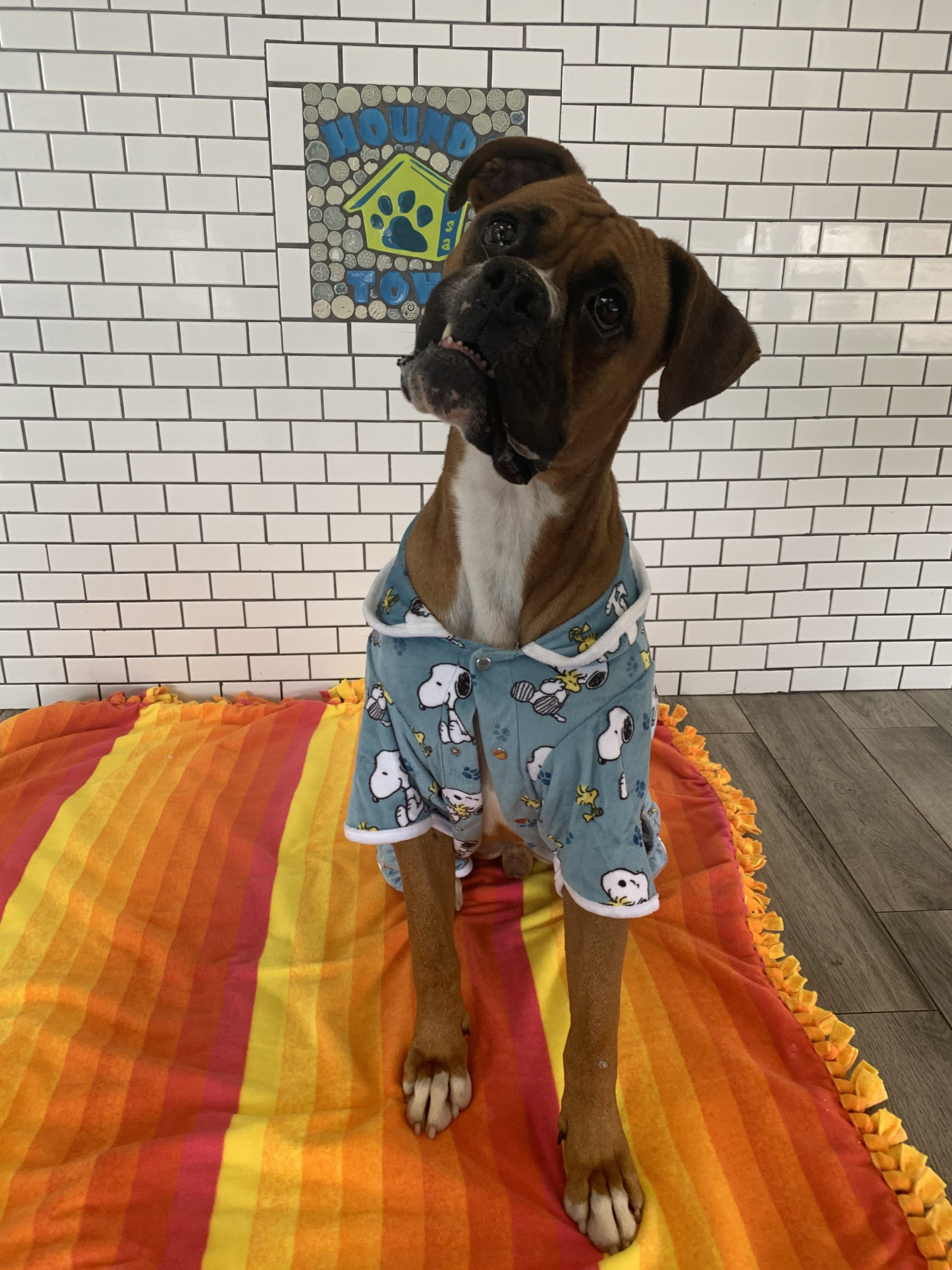 Adopt A Boxer