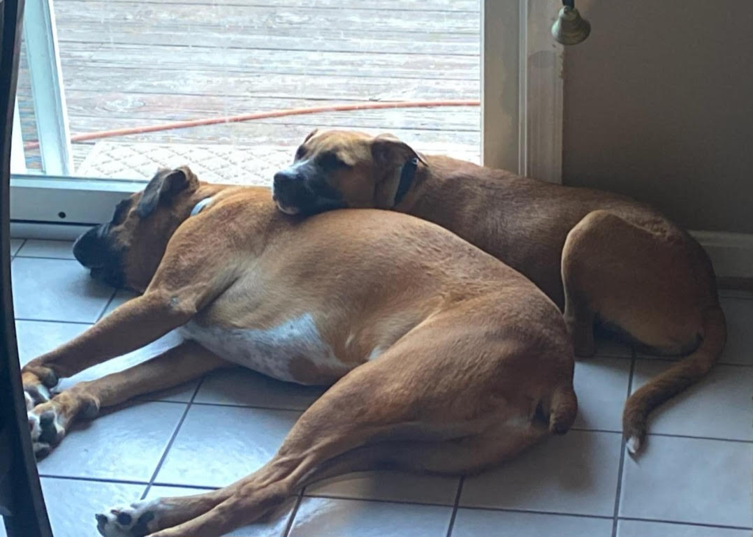 Adopt A Boxer
