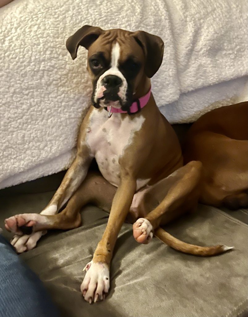 Adopt A Boxer