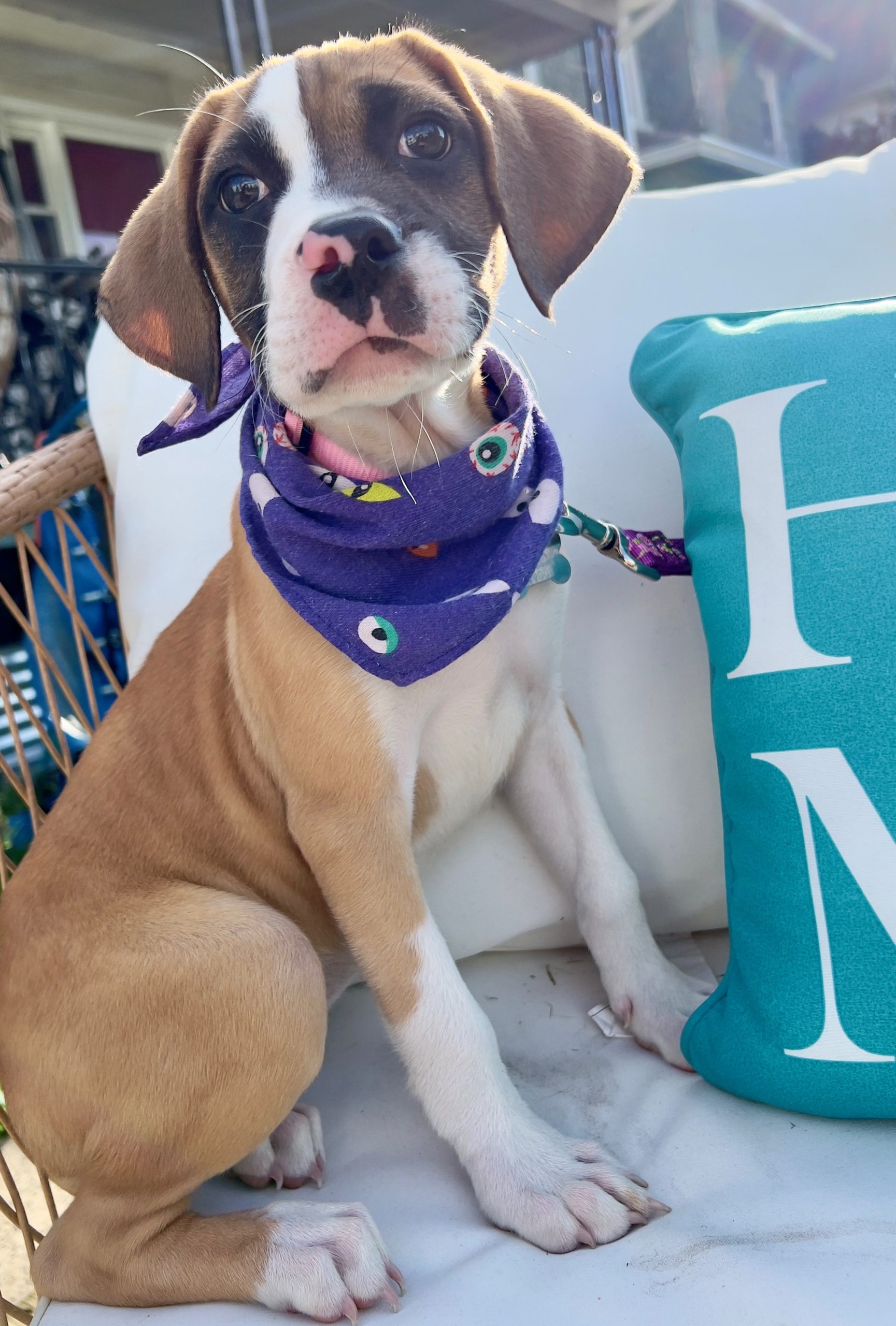 Adopt A Boxer