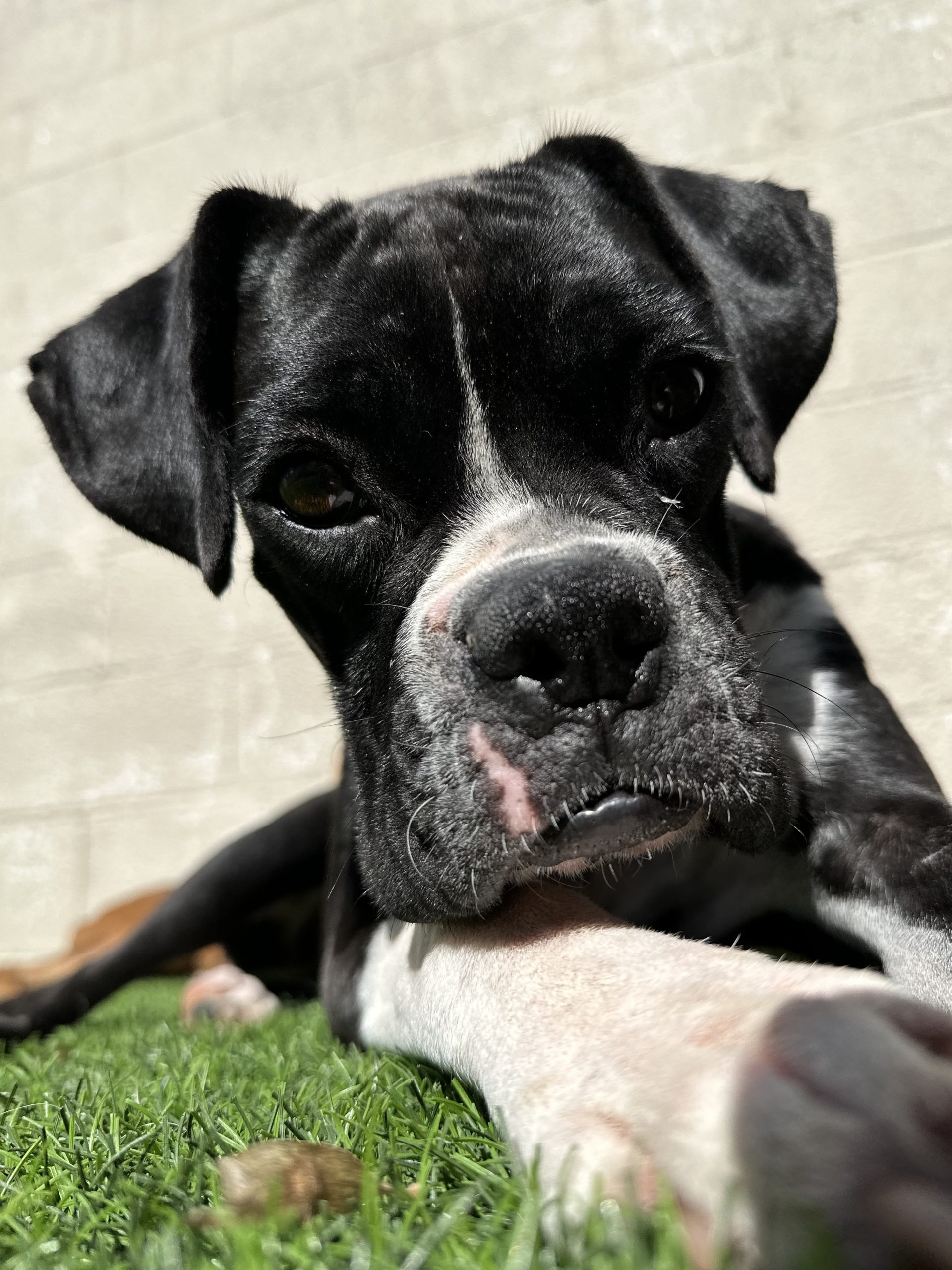 Adopt A Boxer