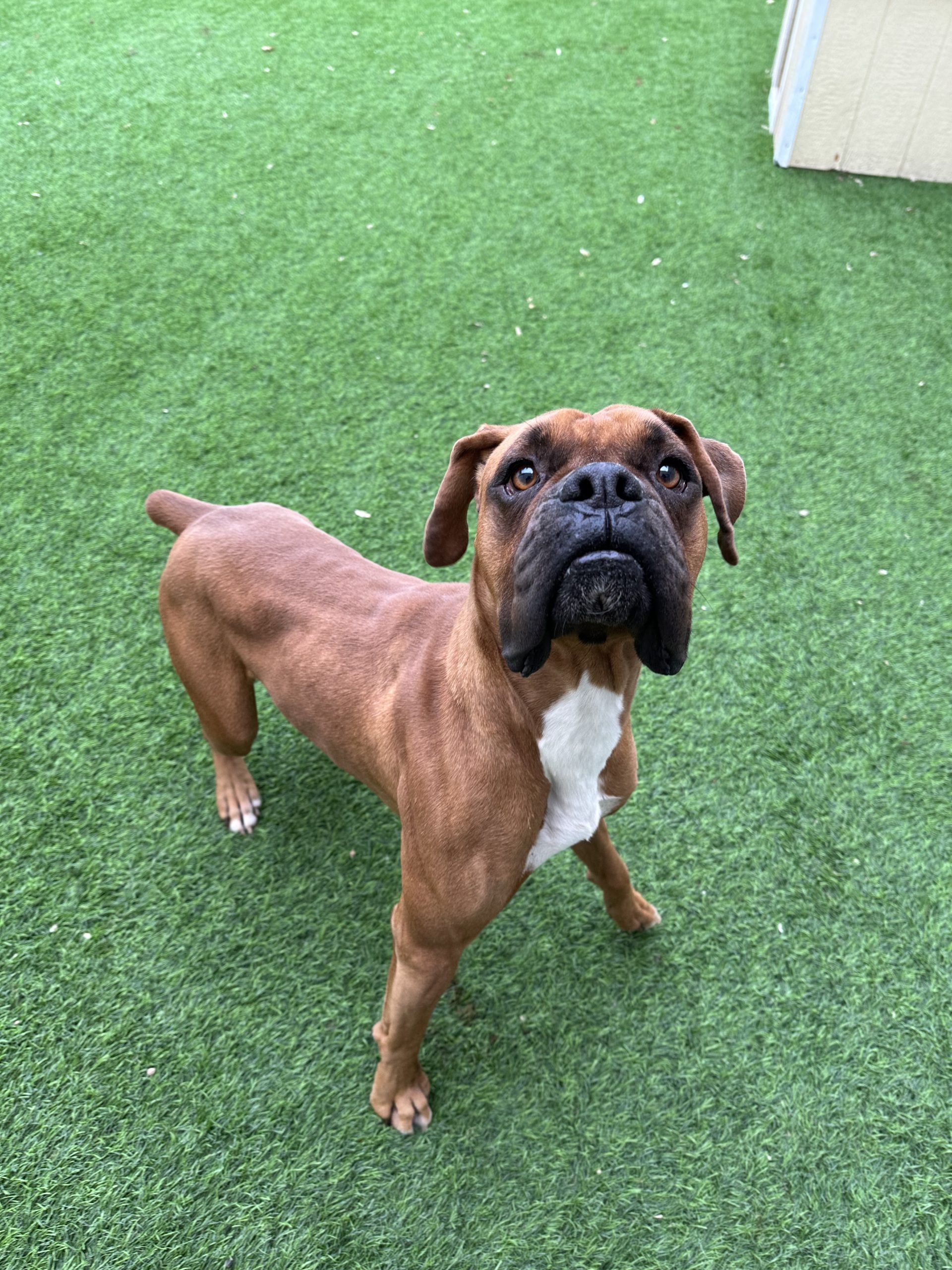 Adopt A Boxer