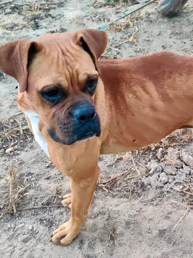 Adopt A Boxer
