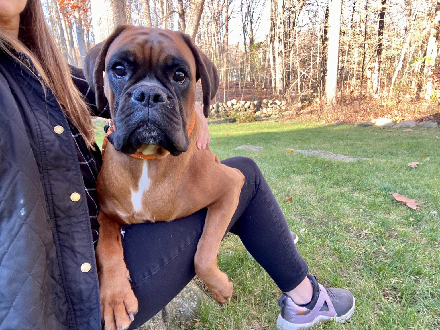 Adopt A Boxer