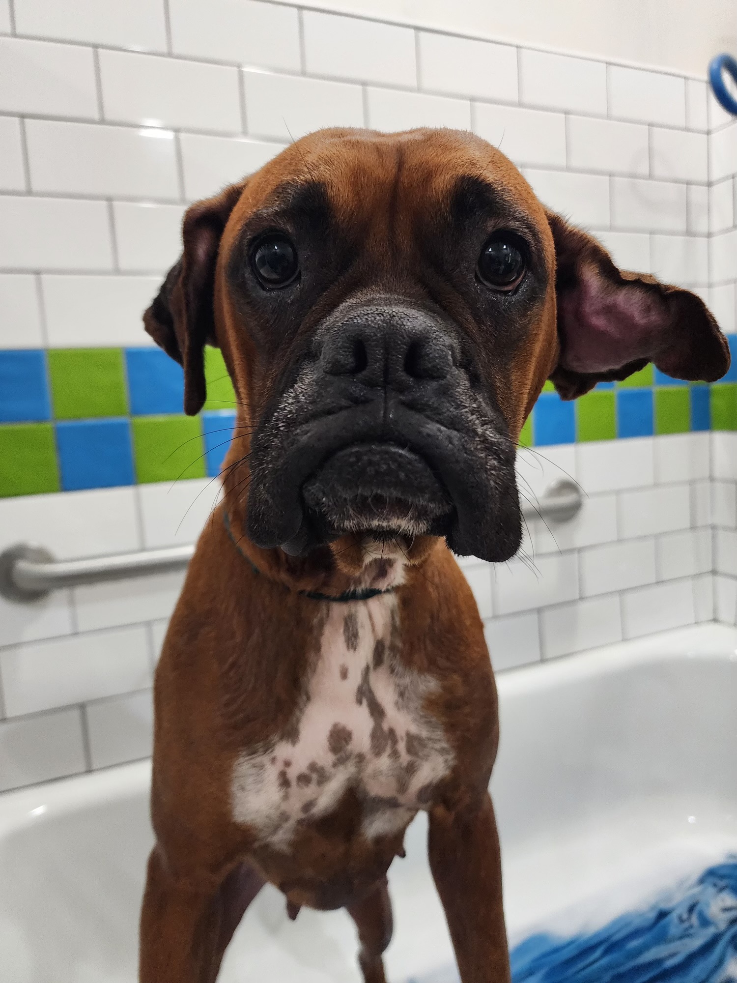 Adopt A Boxer