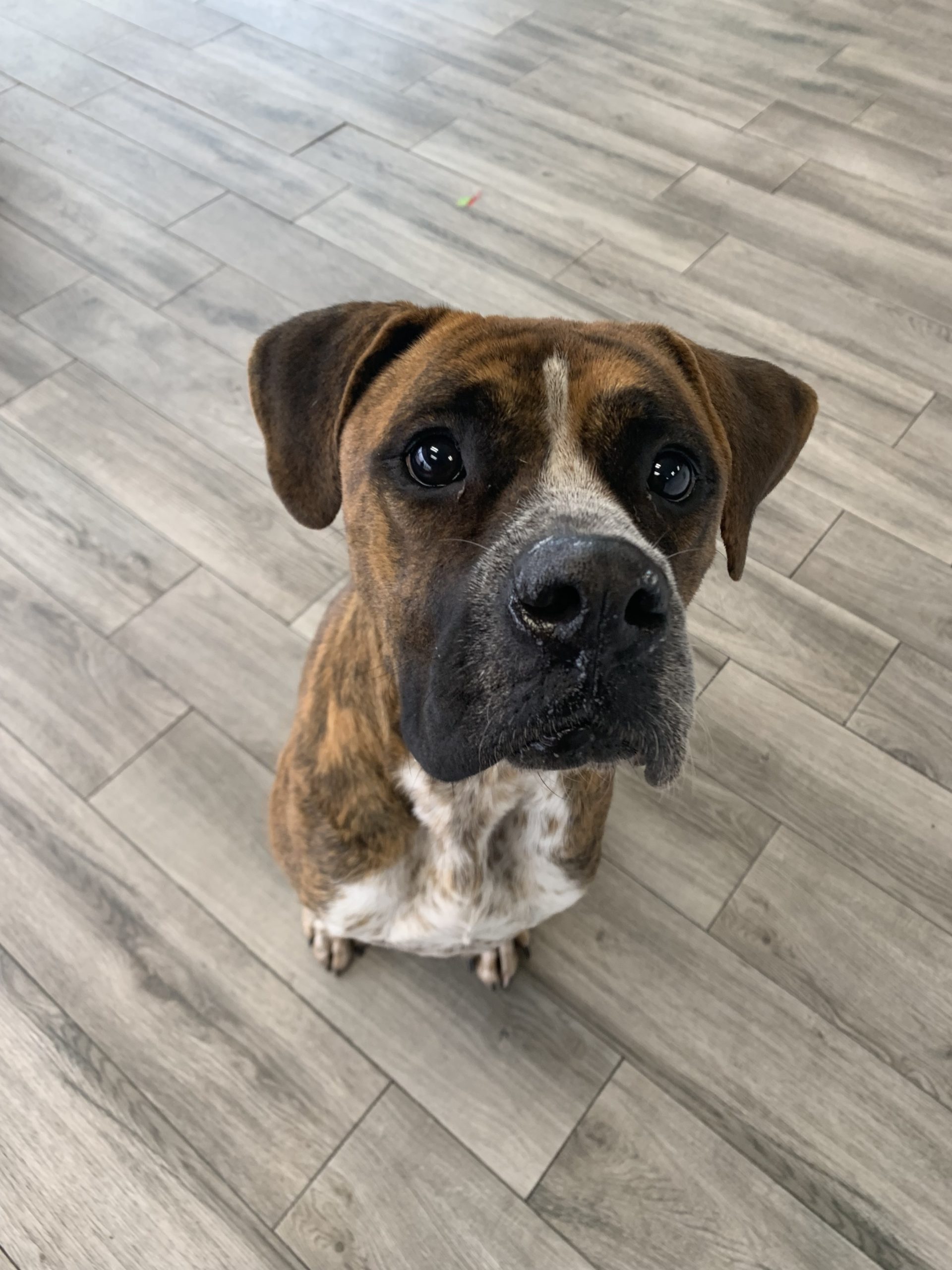 Adopt A Boxer