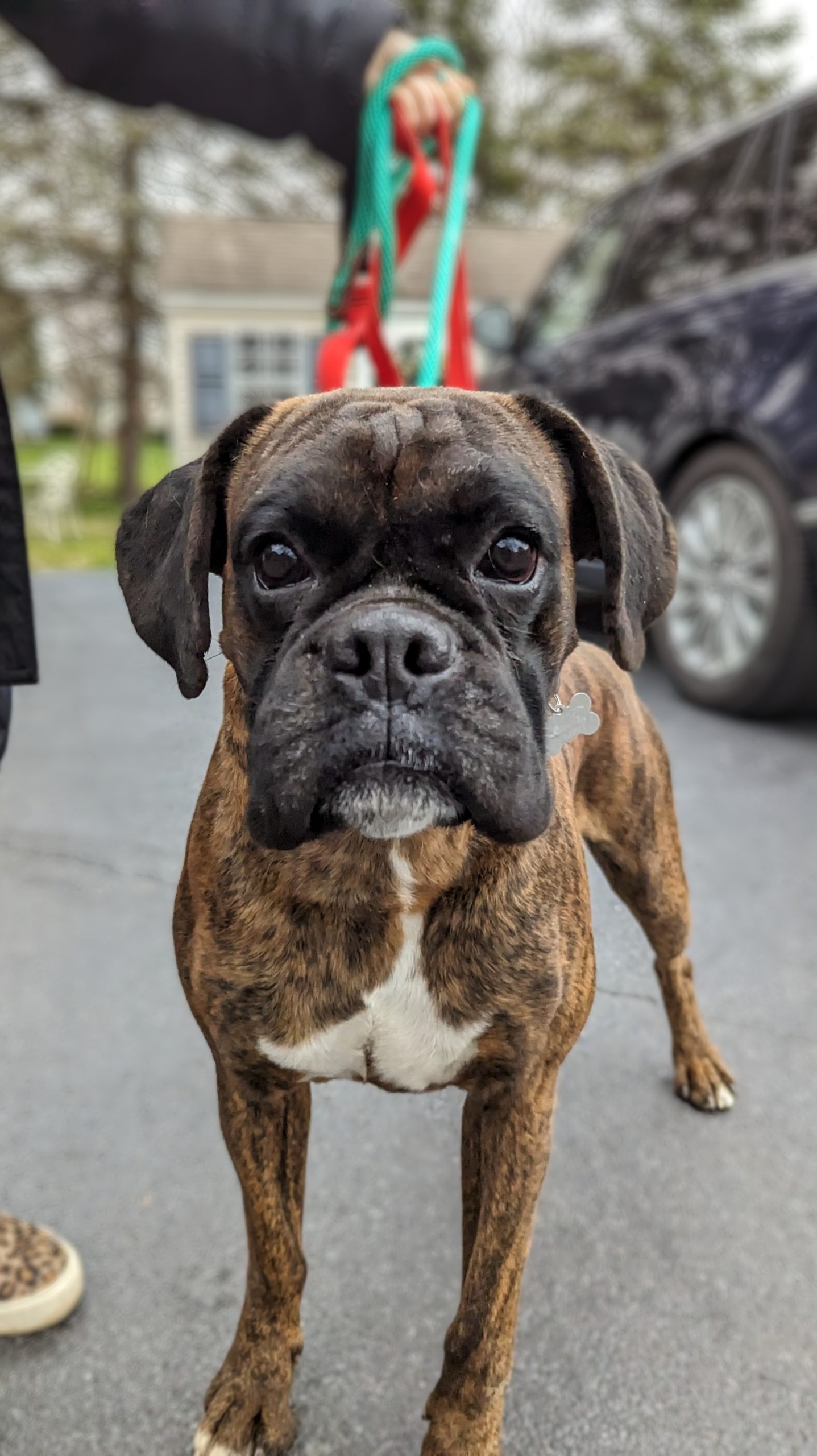Adopt A Boxer