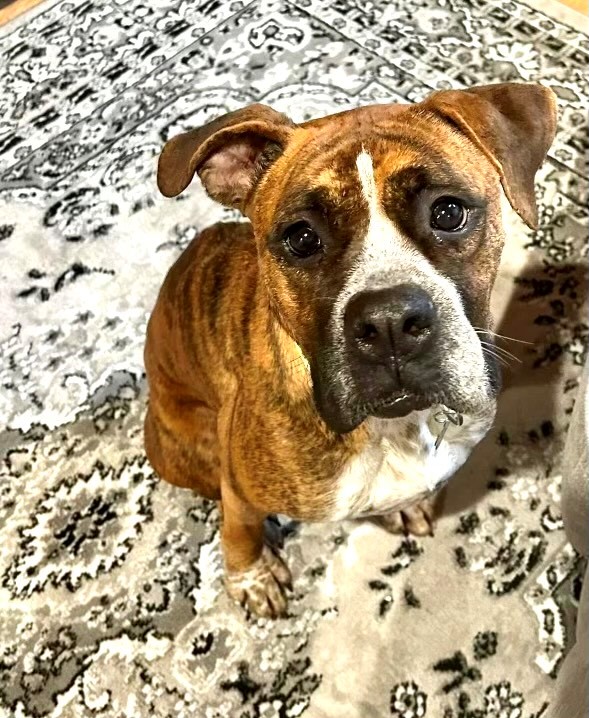 Adopt A Boxer