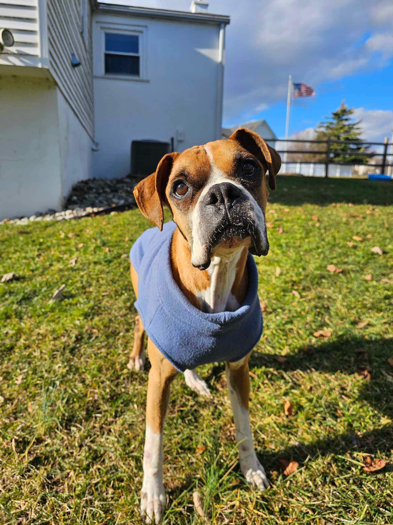 Adopt A Boxer