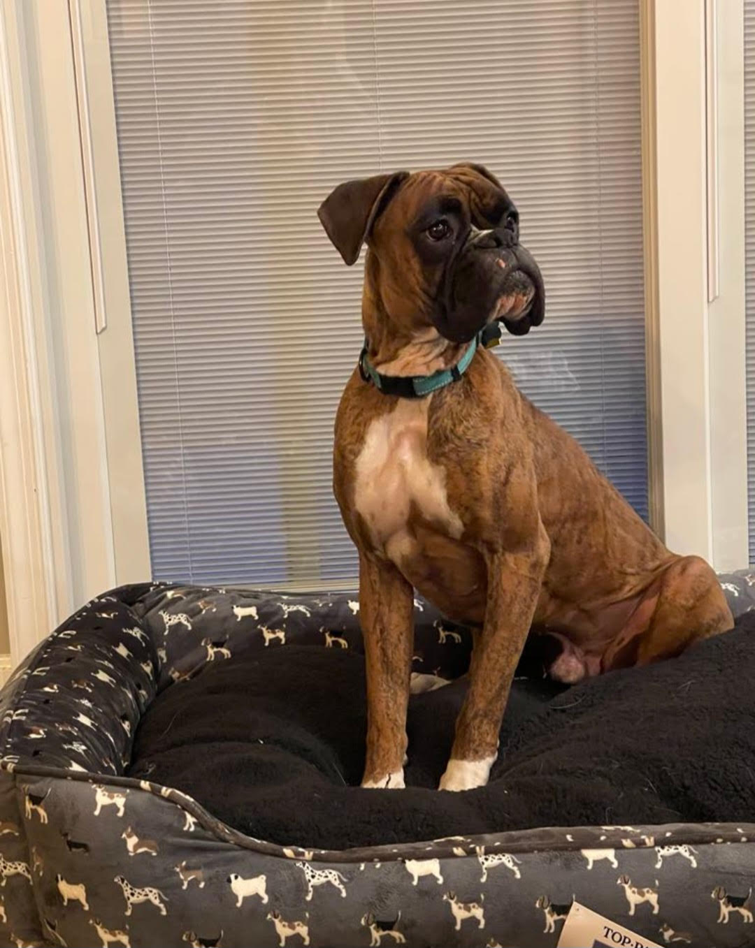 Adopt A Boxer