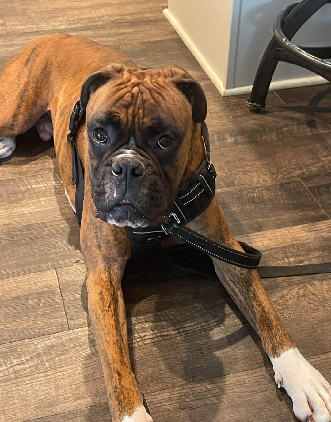 Adopt A Boxer