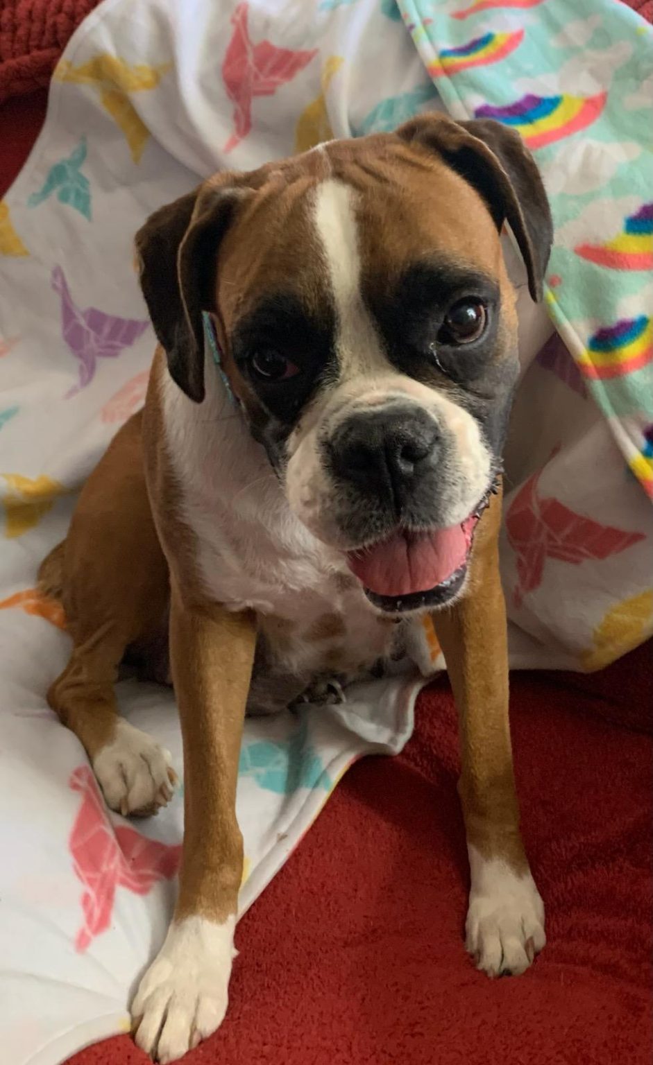 Adopt A Boxer