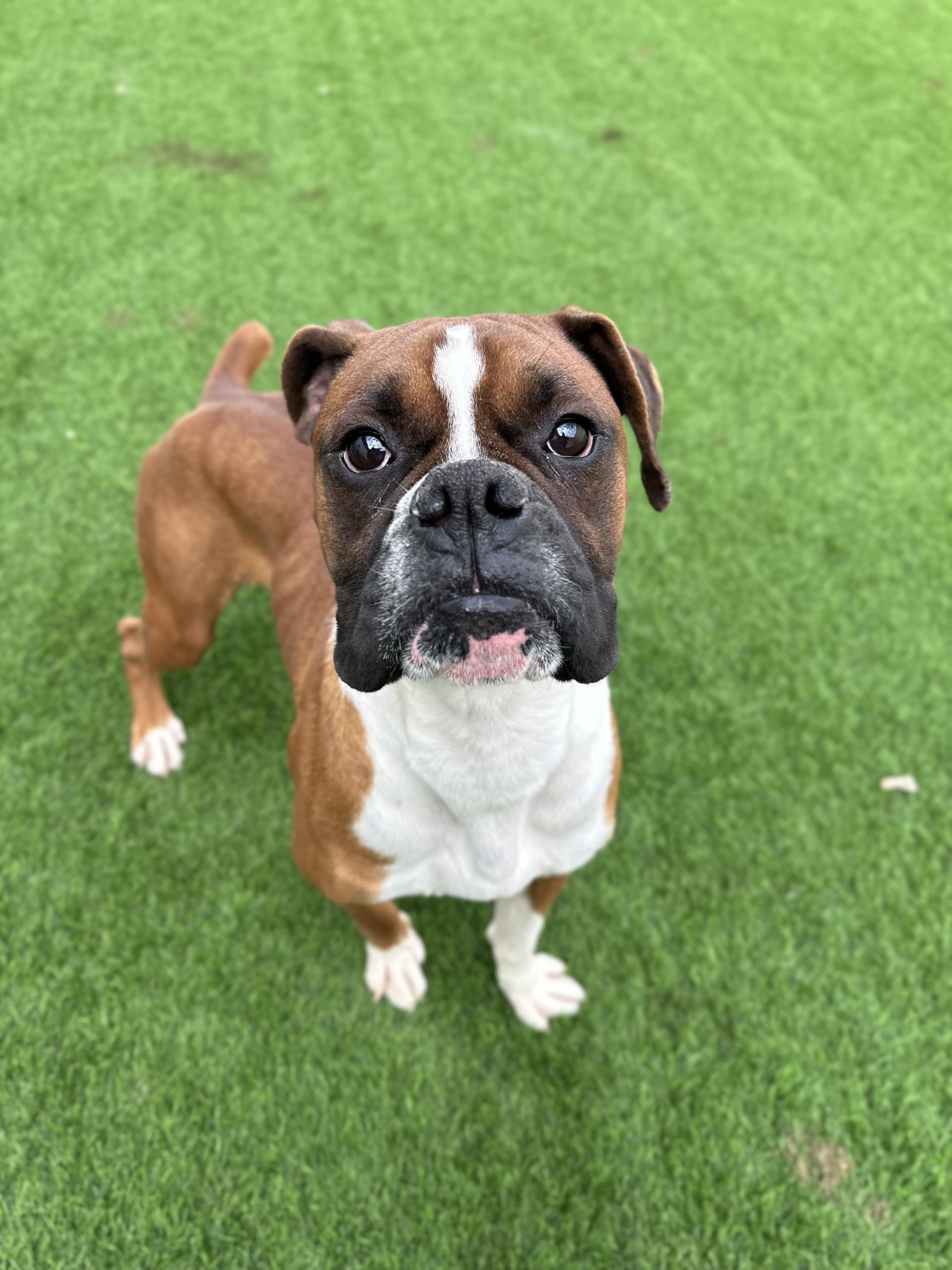 Adopt A Boxer