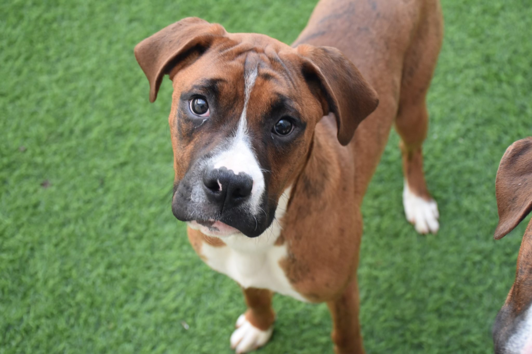 Adopt A Boxer