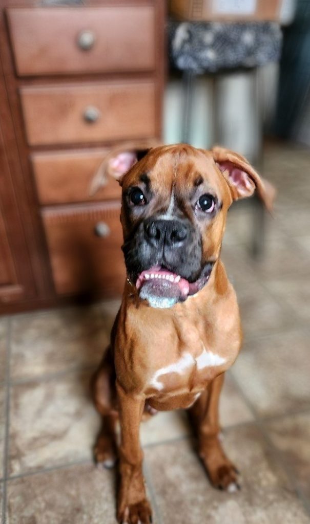Adopt A Boxer